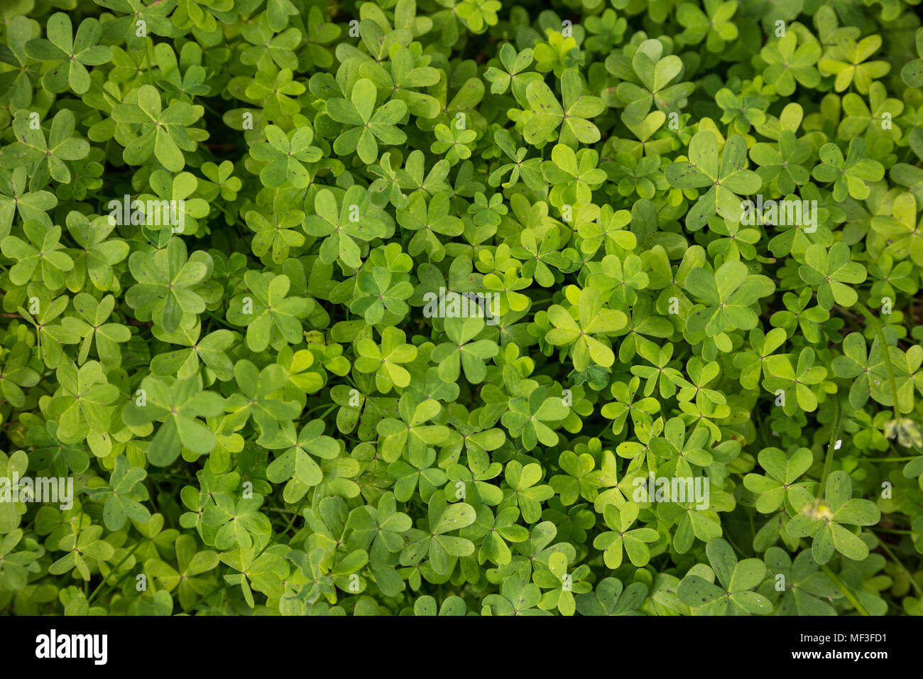 Trefoil Top High Resolution Stock Photography and Images - Alamy