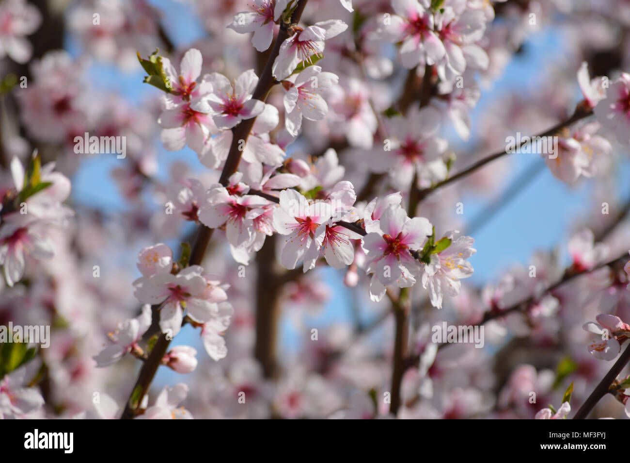 First blooming tree hi-res stock photography and images - Alamy