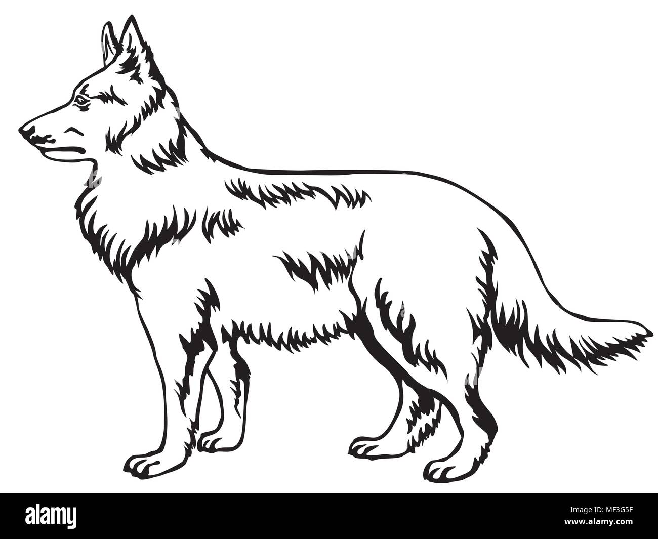 Decorative portrait of standing in profile Berger Blanc Suisse, vector ...