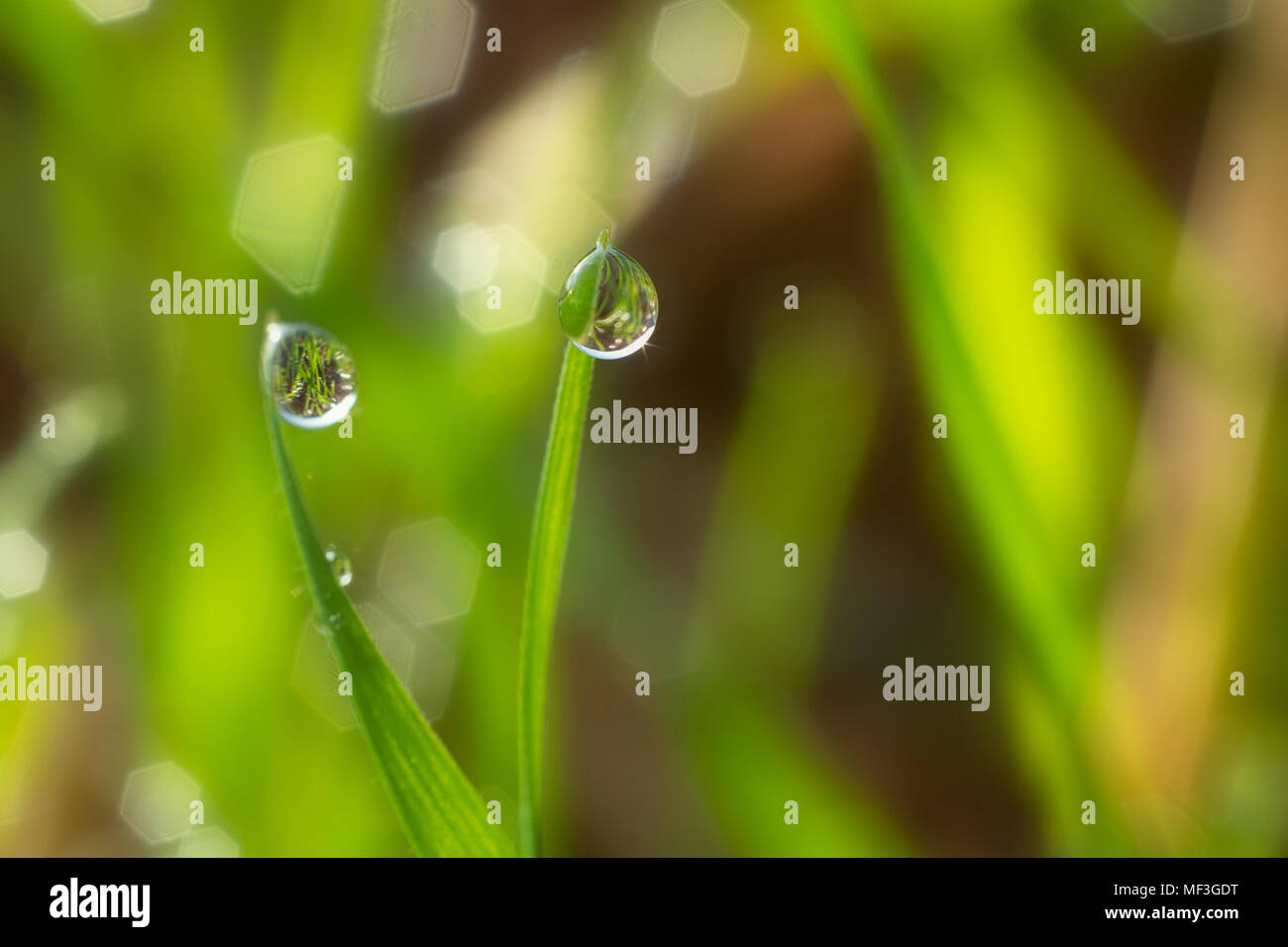 Drop Hanging High Resolution Stock Photography and Images - Alamy