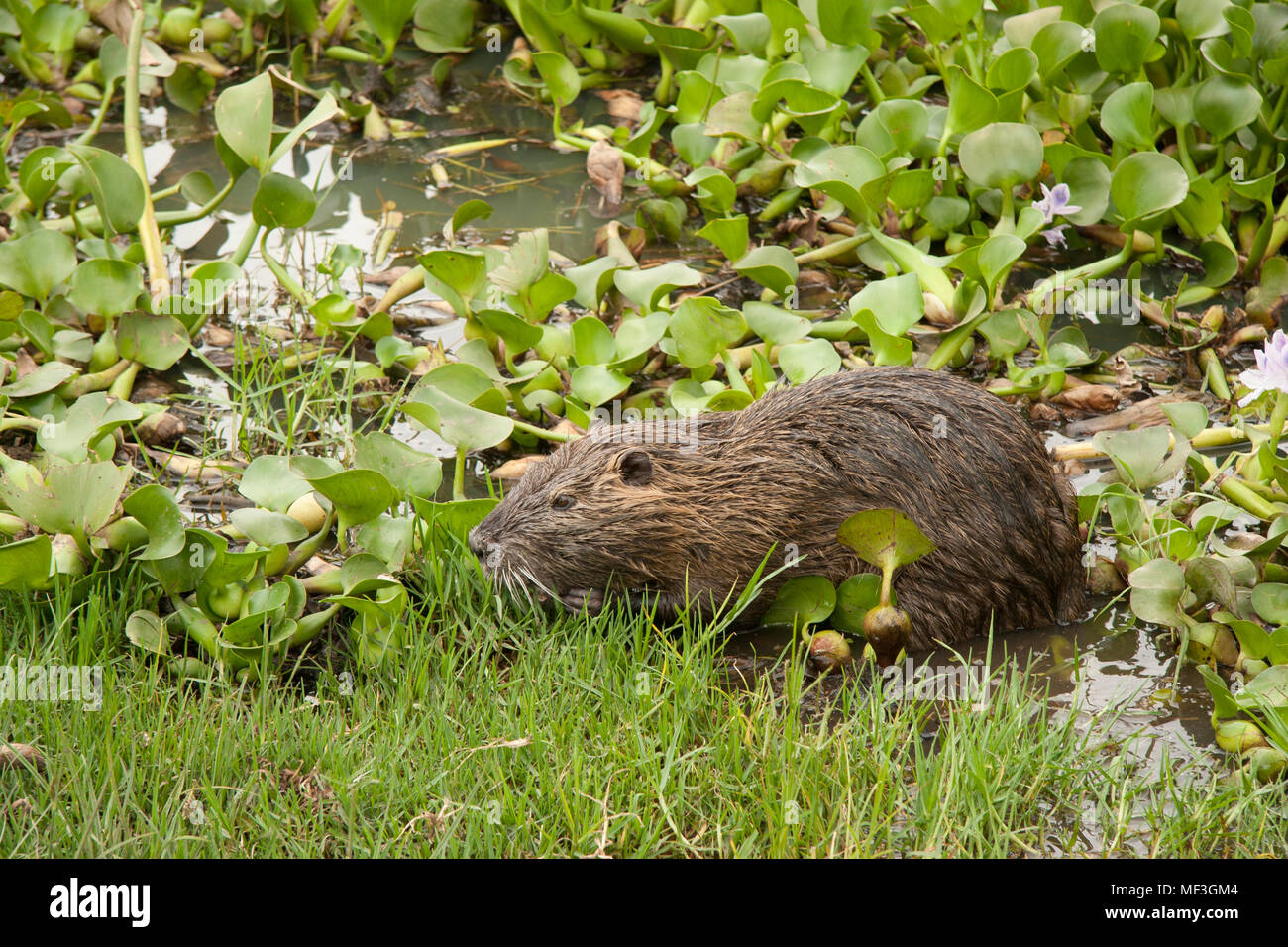 Aquatic rodent hi-res stock photography and images - Alamy
