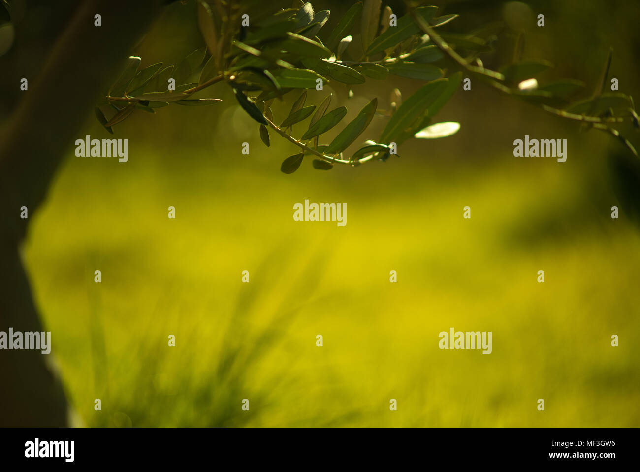 Olive tree branch on blurred background Stock Photo - Alamy