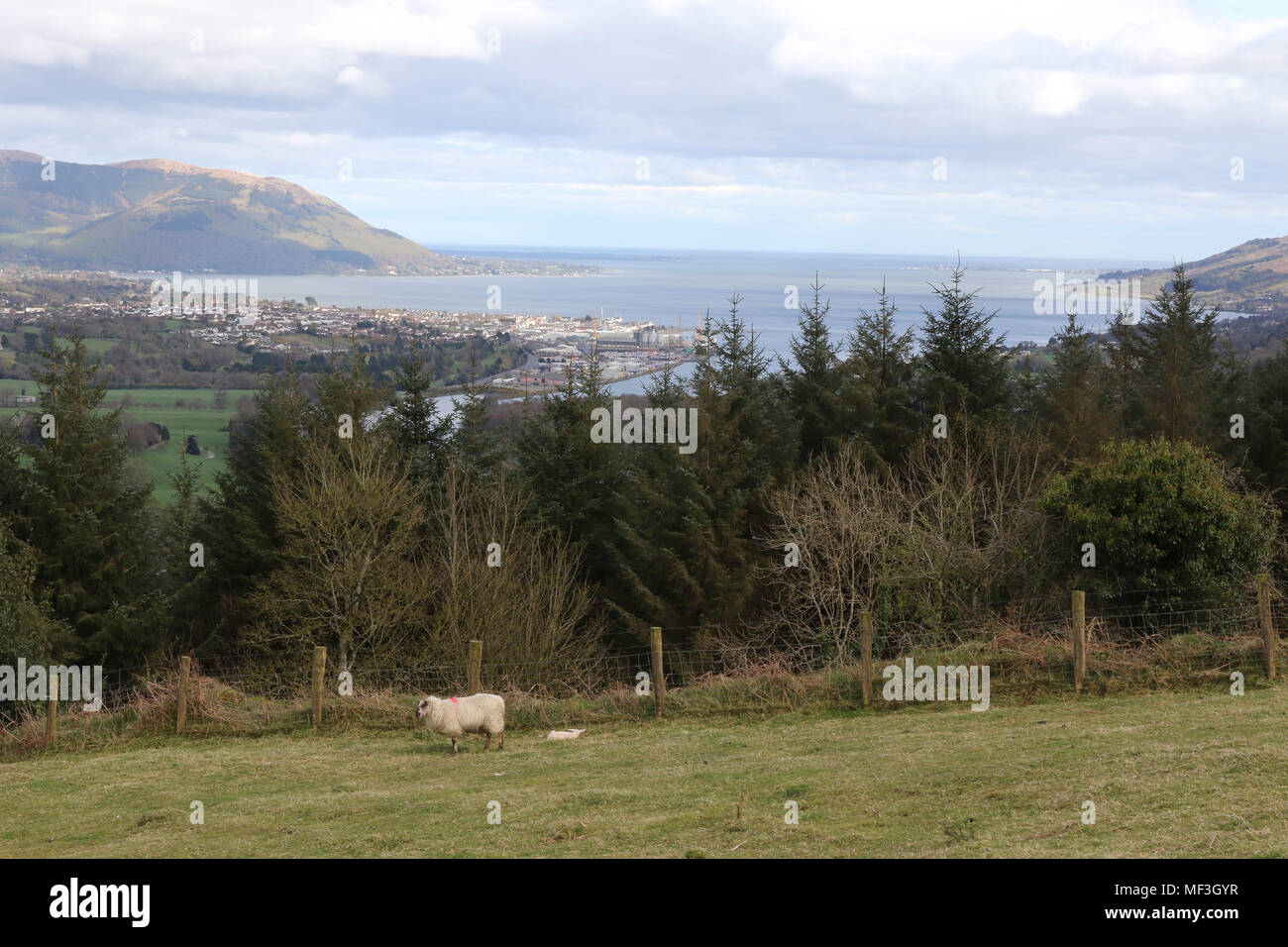 The Irish border - a view of Carlingford Lough and the Newry River ...