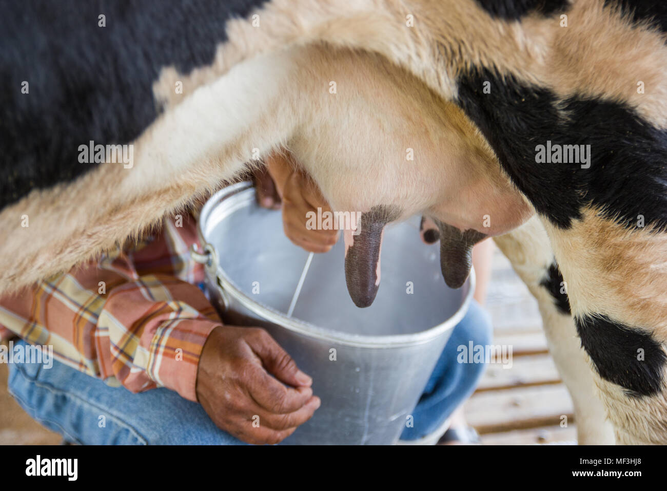 motion image - man hand milking a cow by hand, cow standing in the ...