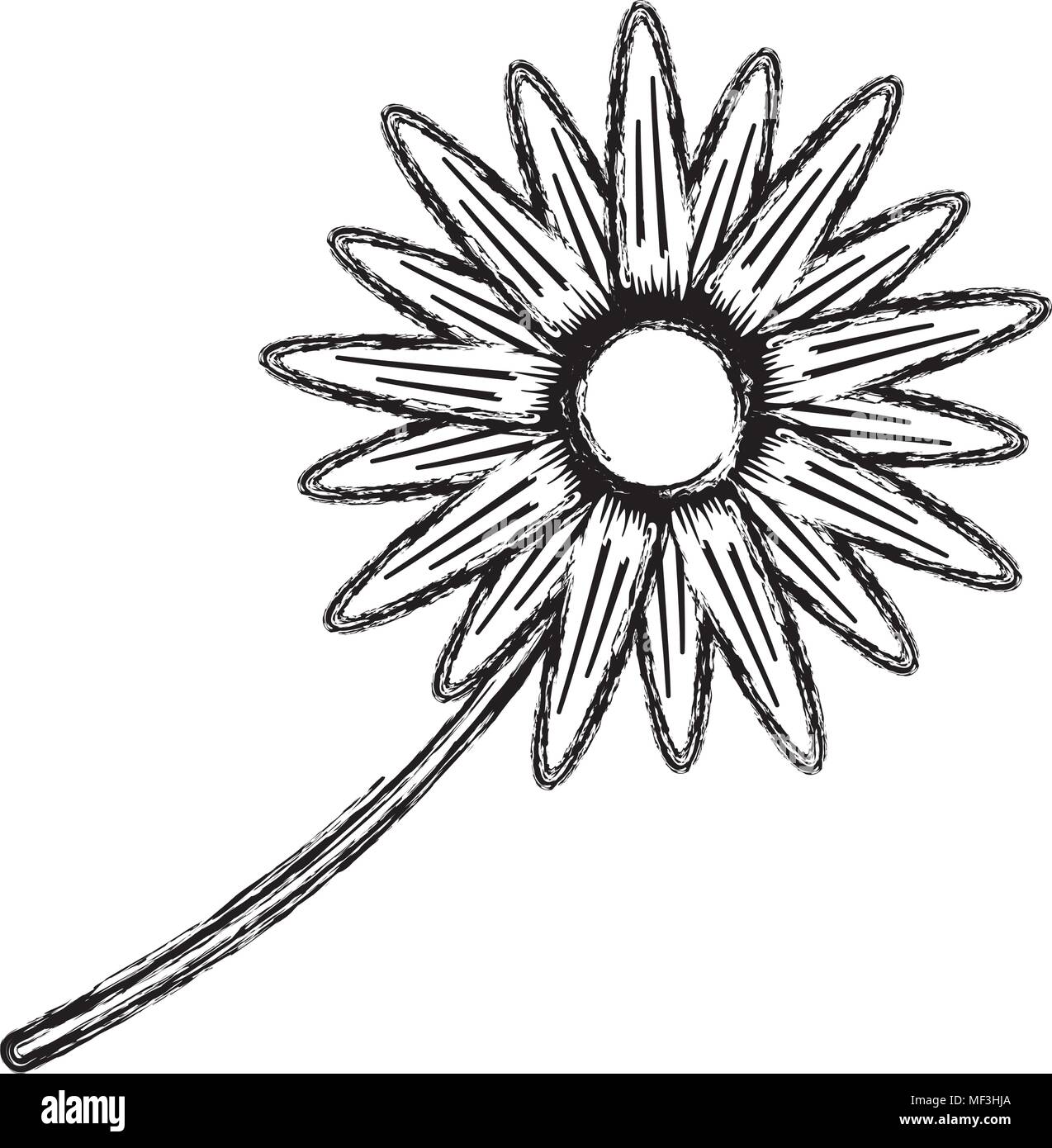grunge beauty sunflower plant with nature petals vector illustration ...