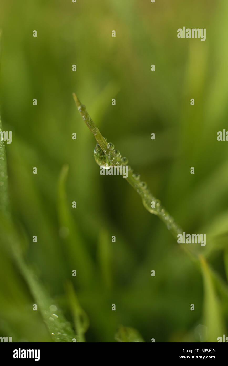 Drop hanging hi-res stock photography and images - Alamy