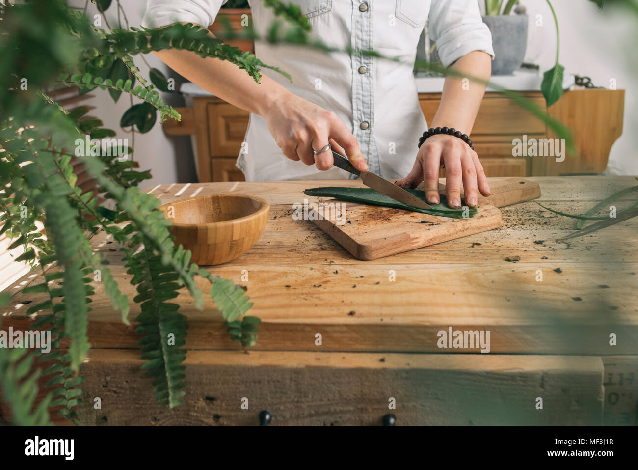 Woman cutting the pods of an aloe vera Stock Photo - Alamy