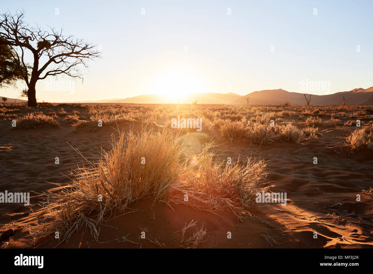 Africa, Namibia, Namib-Naukluft National Park, Namib desert, grasses ...