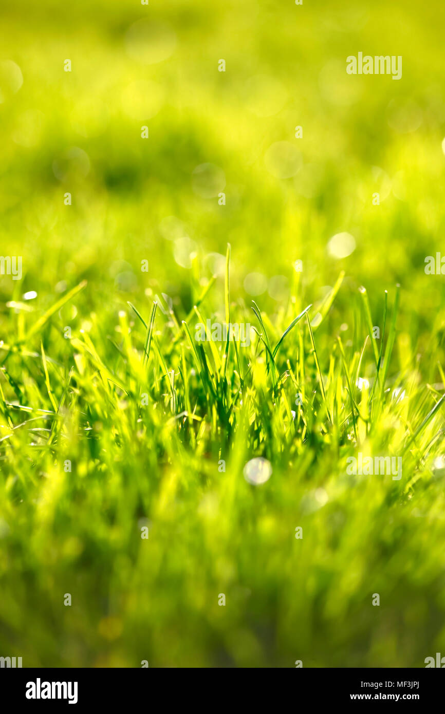 Fresh green grass, close-up Stock Photo - Alamy