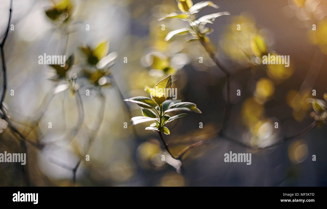 Spring branches of a bush of a lilac Stock Photo - Alamy