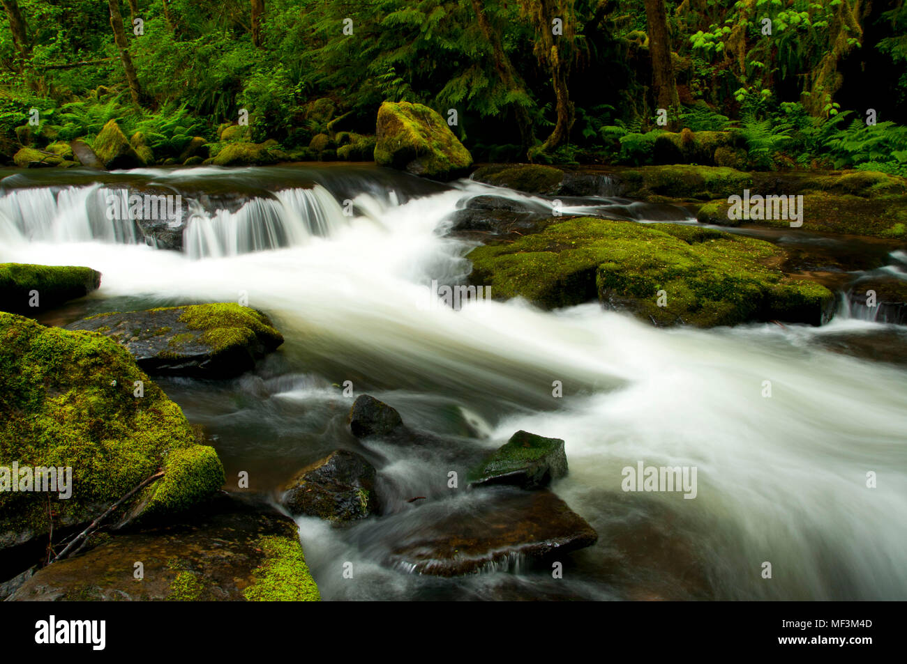 South Fork Alsea River along Alsea Falls Trail, Alsea Falls Recreation ...