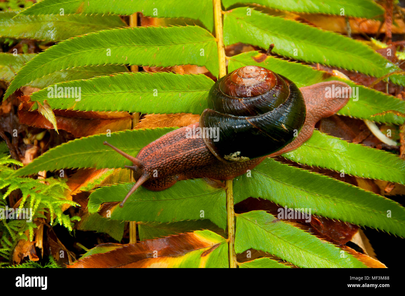 Snail trail hi-res stock photography and images - Alamy