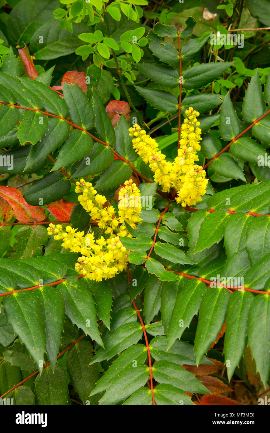 Oregon grape in bloom along Pioneer Indian Trail, Siuslaw National ...