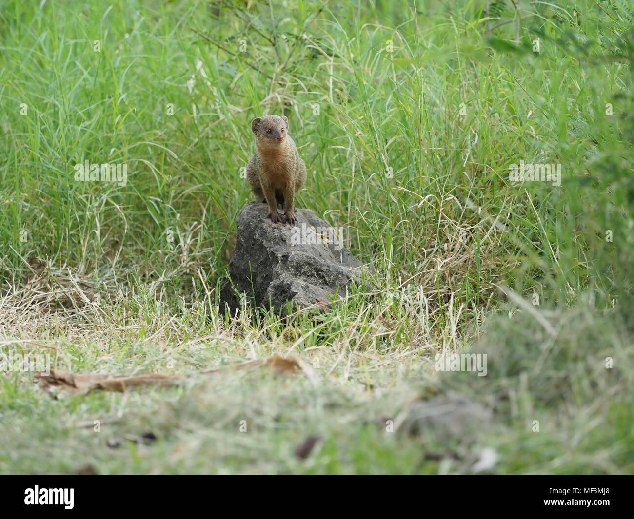 The Mongoose. Originally from Southeast Asia, Java mongoose was ...