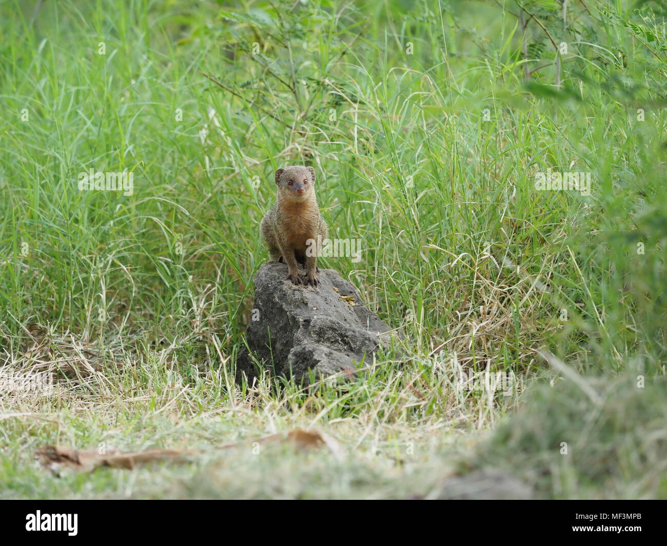 The Mongoose. Originally from Southeast Asia, Java mongoose was ...
