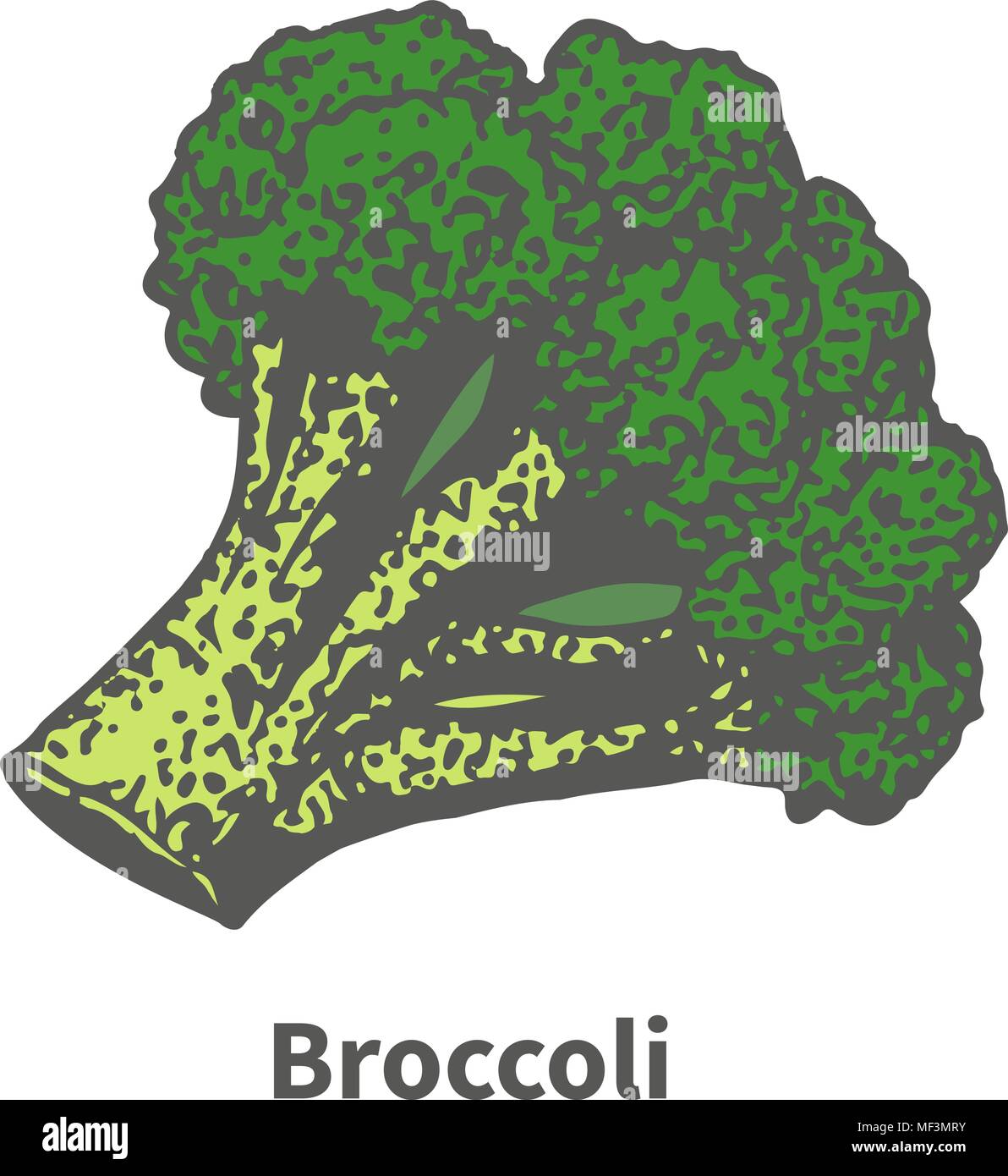 Vector illustration hand-drawn green broccoli tops Stock Vector Image ...