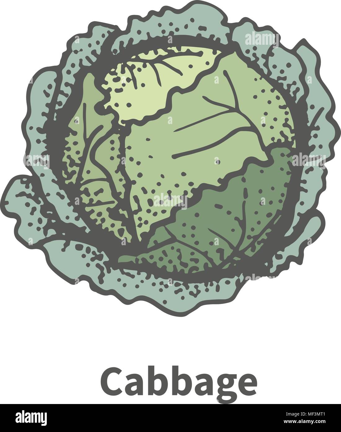 Cabbage plant drawing hi-res stock photography and images - Alamy