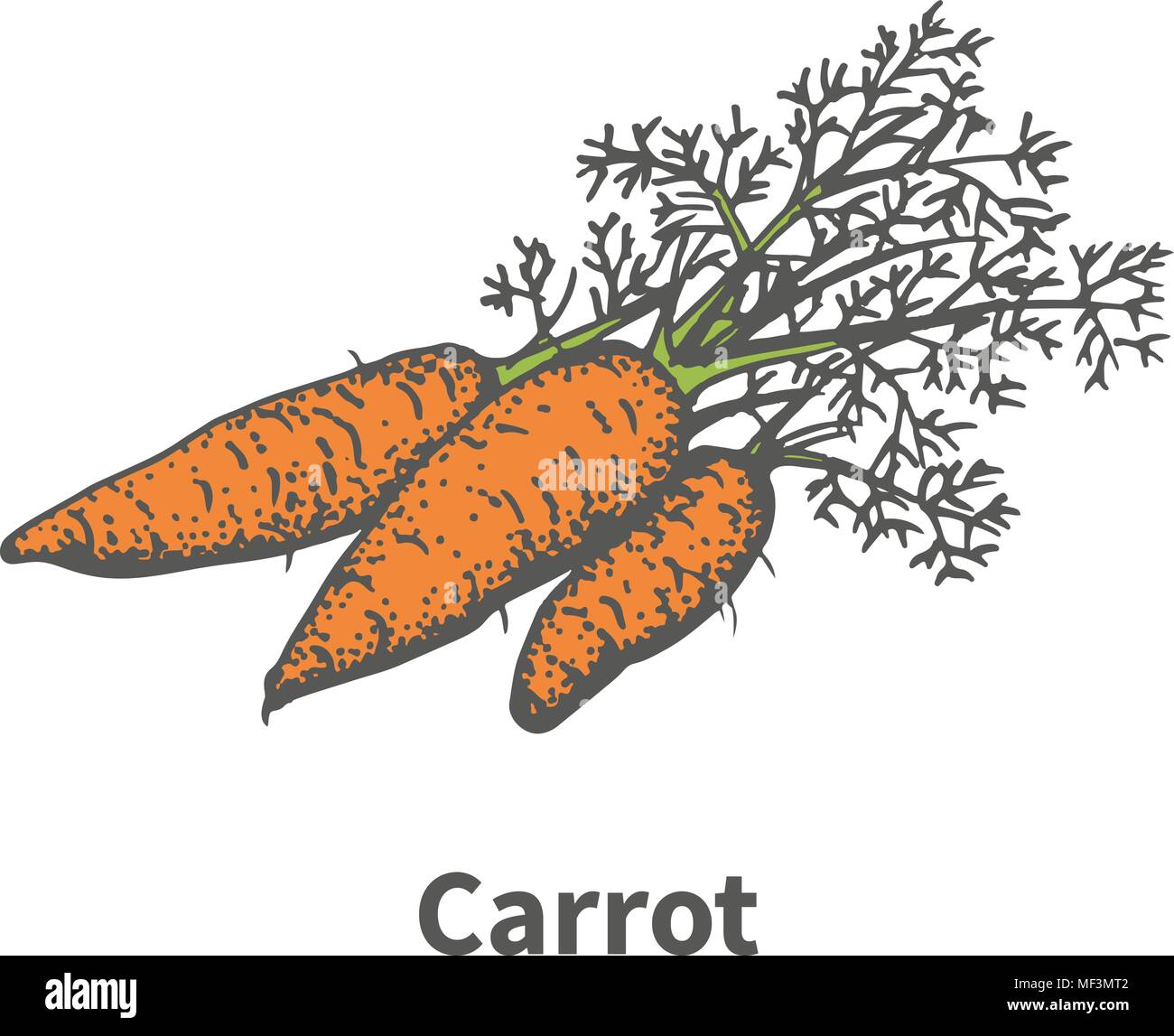 Vector illustration hand-drawn carrots with tops Stock Vector Image ...