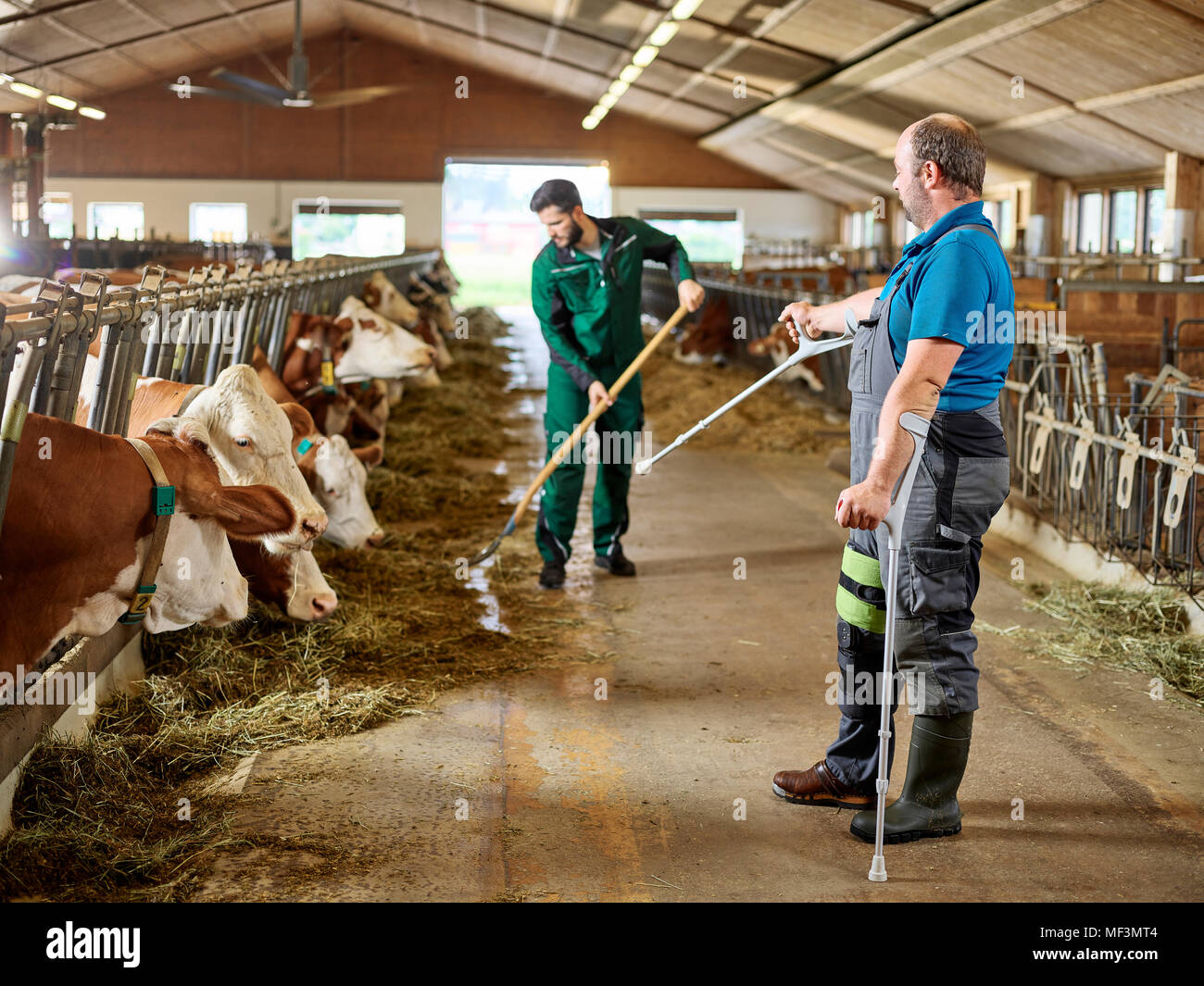 Farmer on crutches guiding man feeding cows in stable on a farm Stock ...