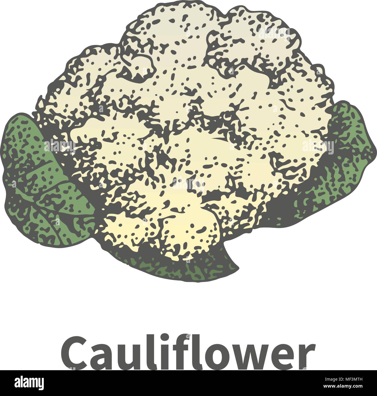 Fresh cauliflower head green Stock Vector Images - Alamy