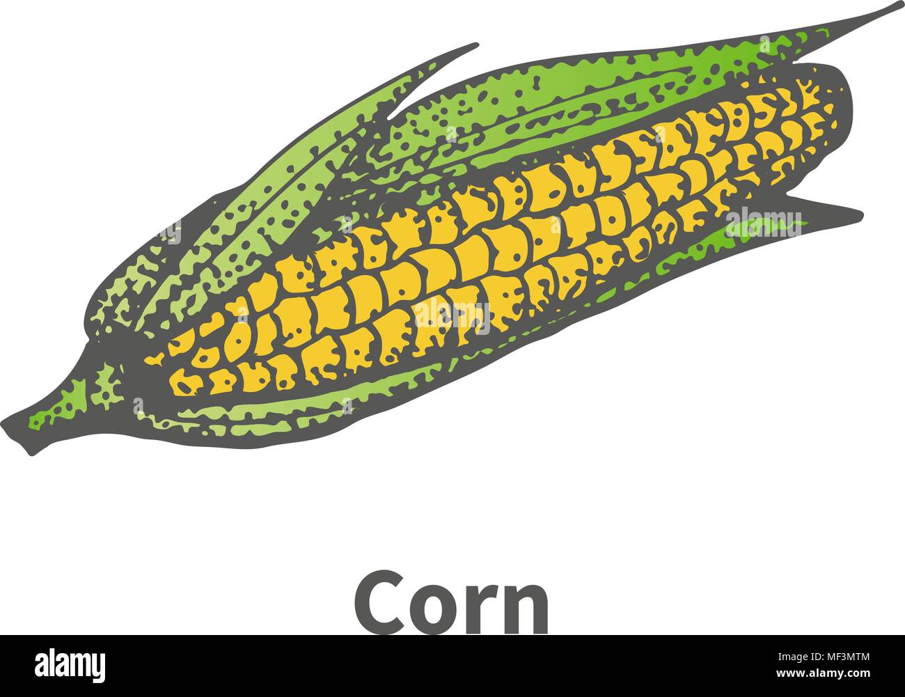 Corn plant leaves Stock Vector Images - Alamy
