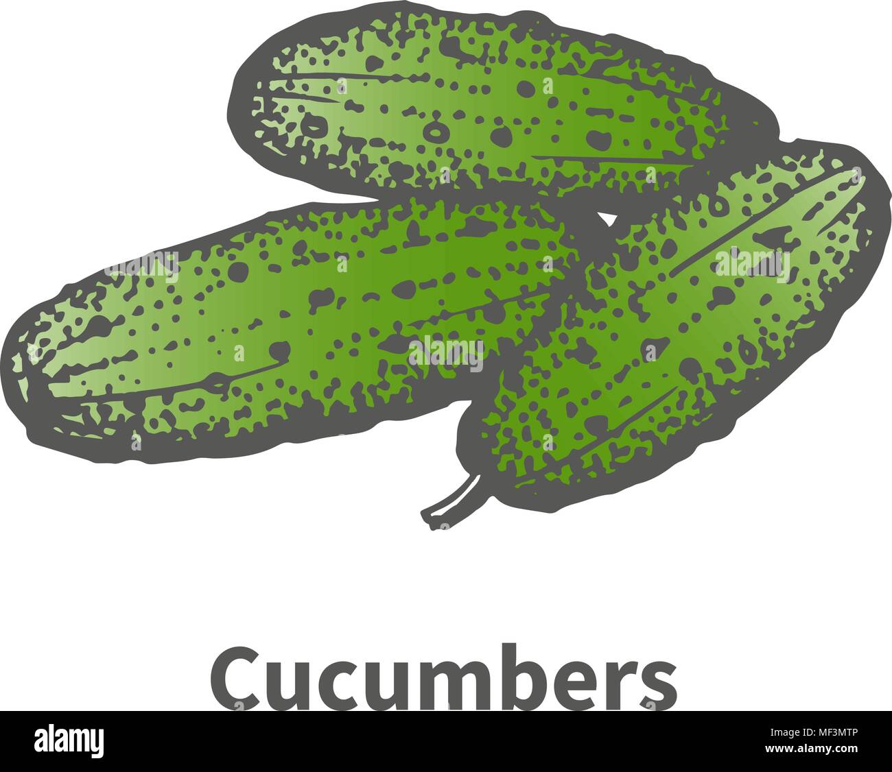 Fresh green cucumbers isolated Stock Vector Images - Alamy
