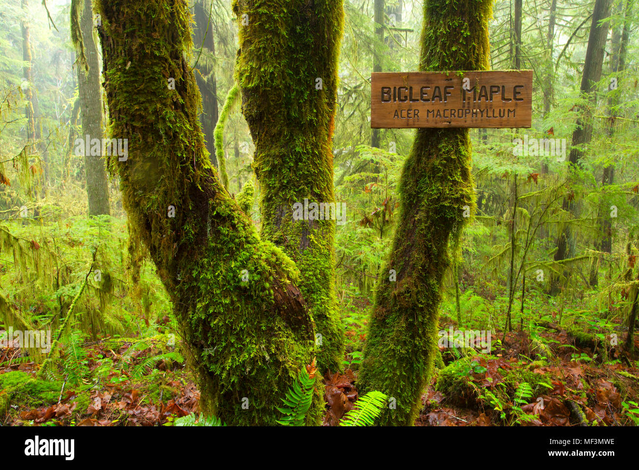 Bigleaf maple identification sign along Forest Succession Trail, Travis ...