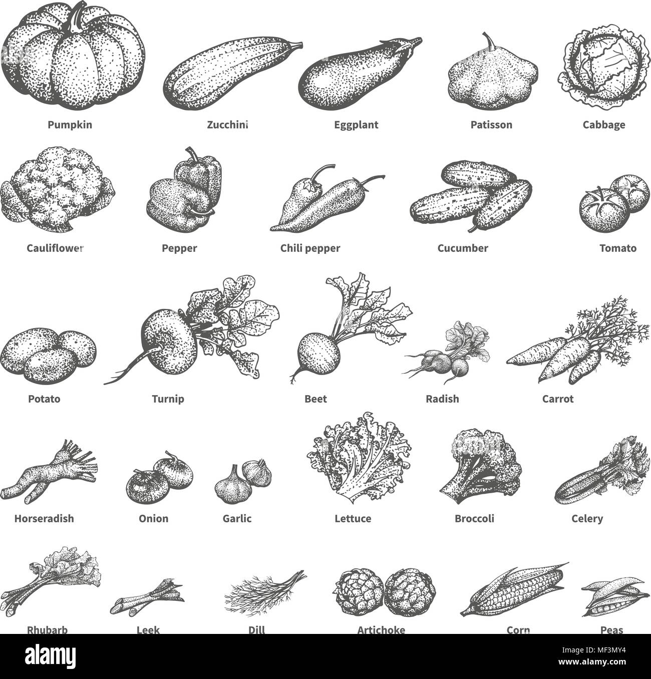 Celery food sketch hand Stock Vector Images - Alamy