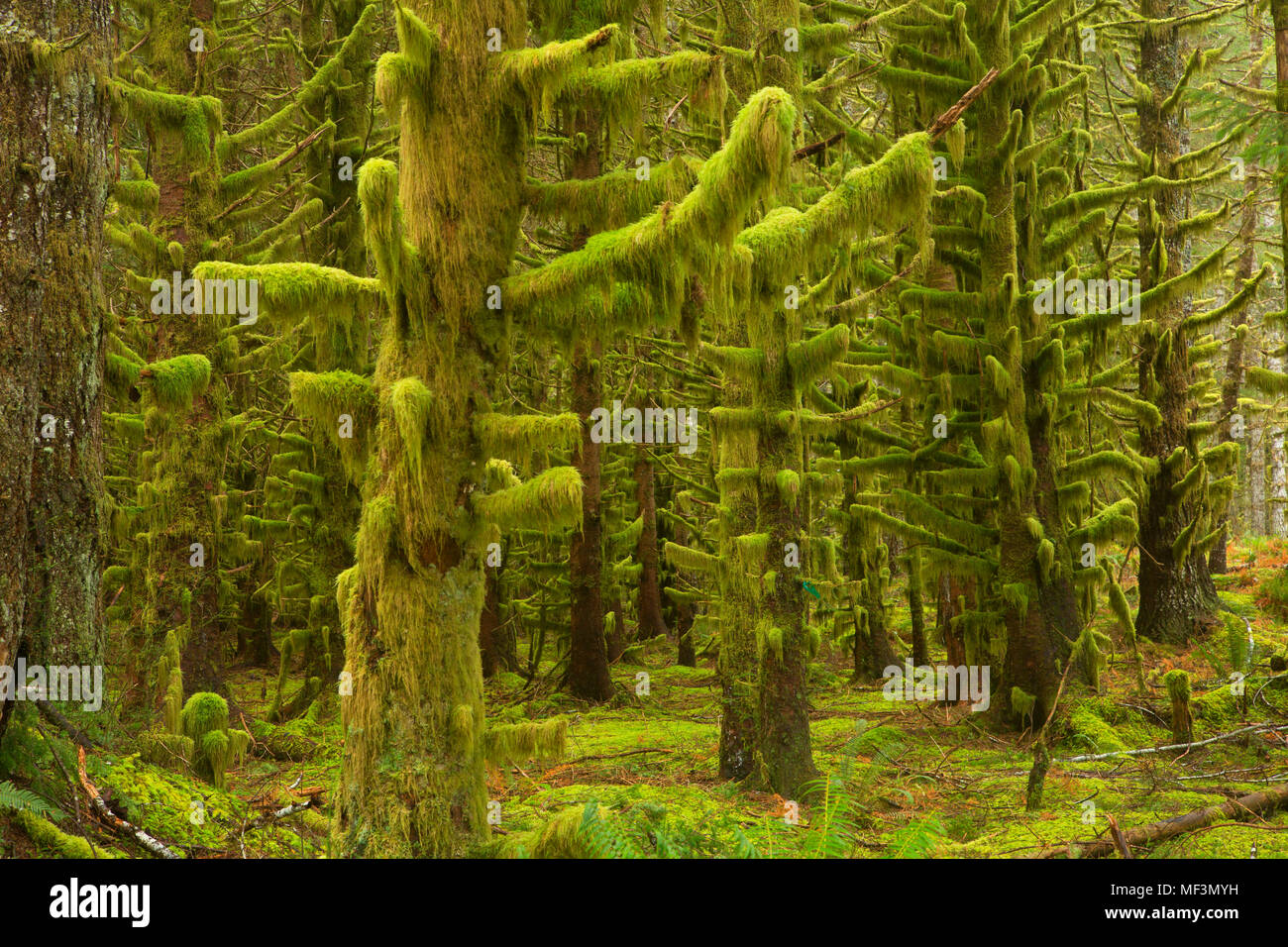 Sitka spruce (Picea sitchensis) along Pioneer Indian Trail, Siuslaw ...