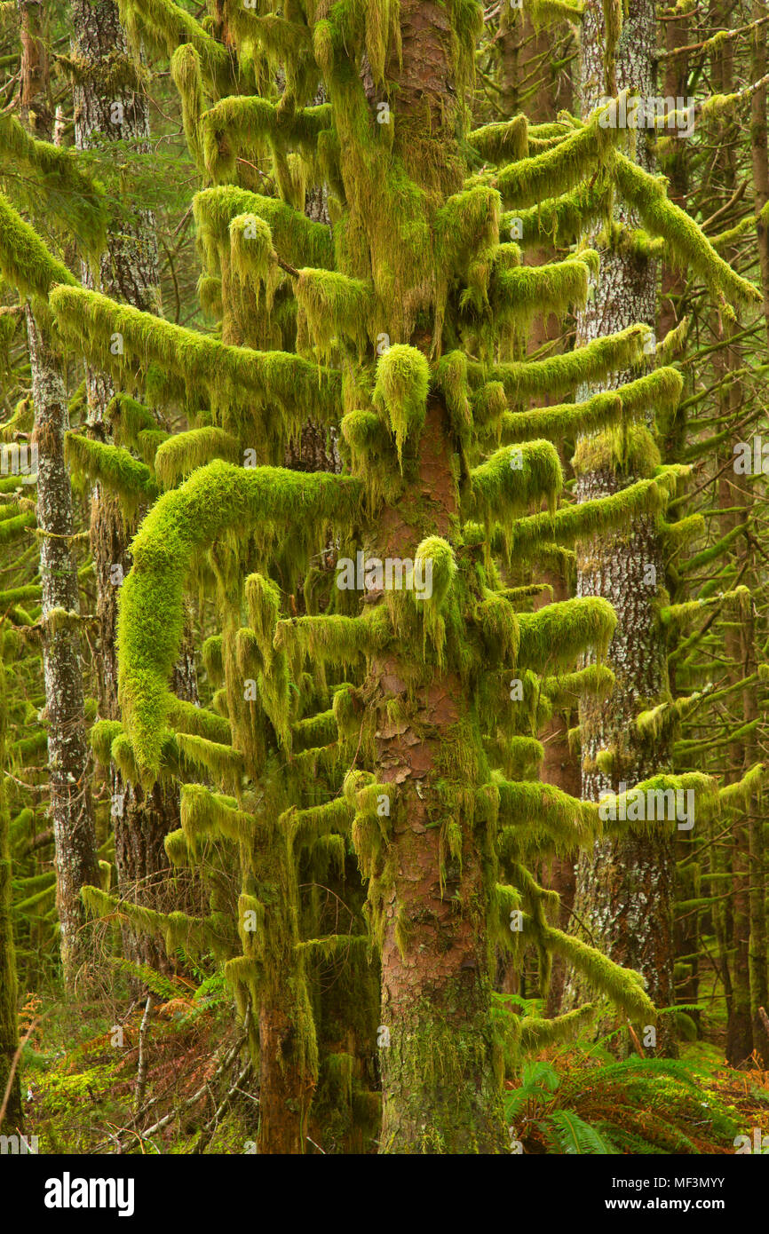 Sitka spruce (Picea sitchensis) along Pioneer Indian Trail, Siuslaw ...