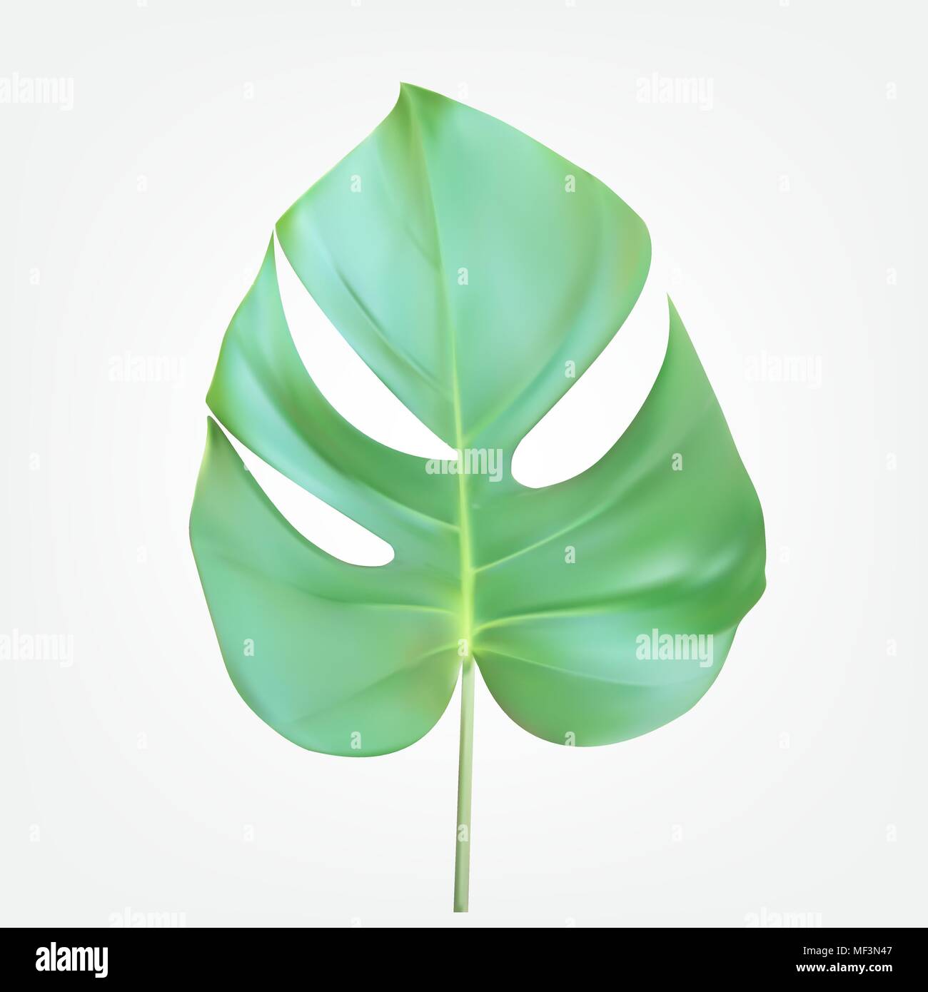 Colorful naturalistic green leaves on branch. Vector Illustration Stock ...