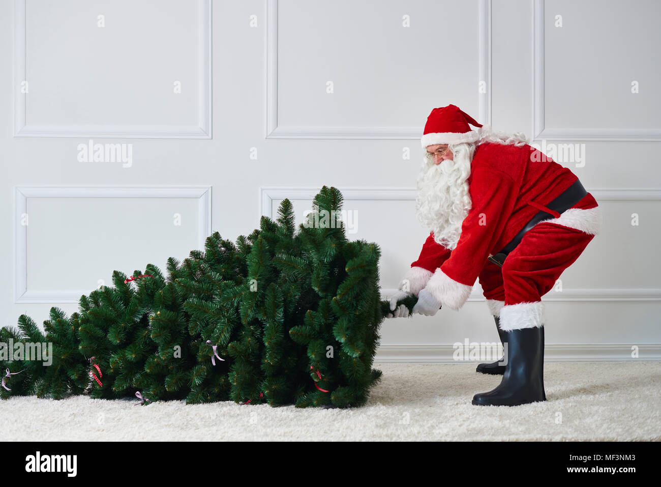 Santa Claus pulling Christmas tree Stock Photo - Alamy
