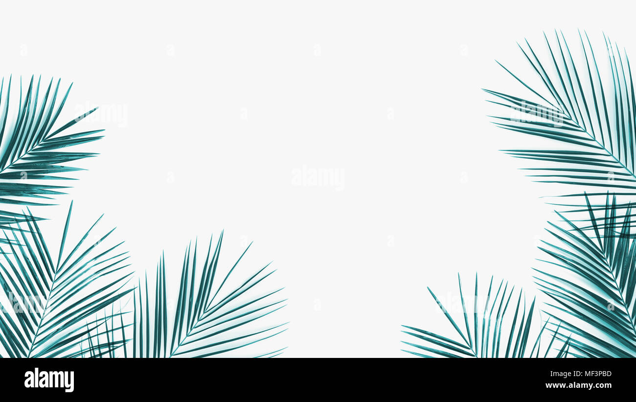 Green coconut leaves frame isolated on white background Stock Photo - Alamy