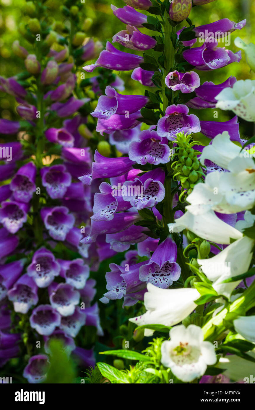 Magnificent pink-purple flowers in the shape of a mouth Stock Photo - Alamy