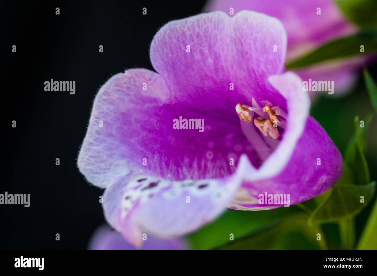 Purple Flower Mouth