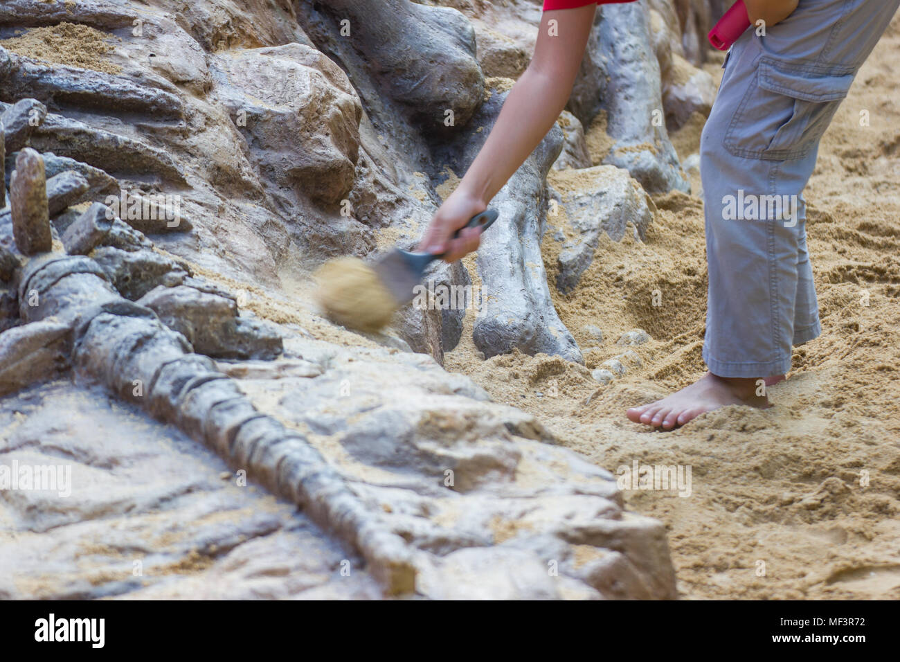 Dinosaur Bones Dig High Resolution Stock Photography and Images - Alamy