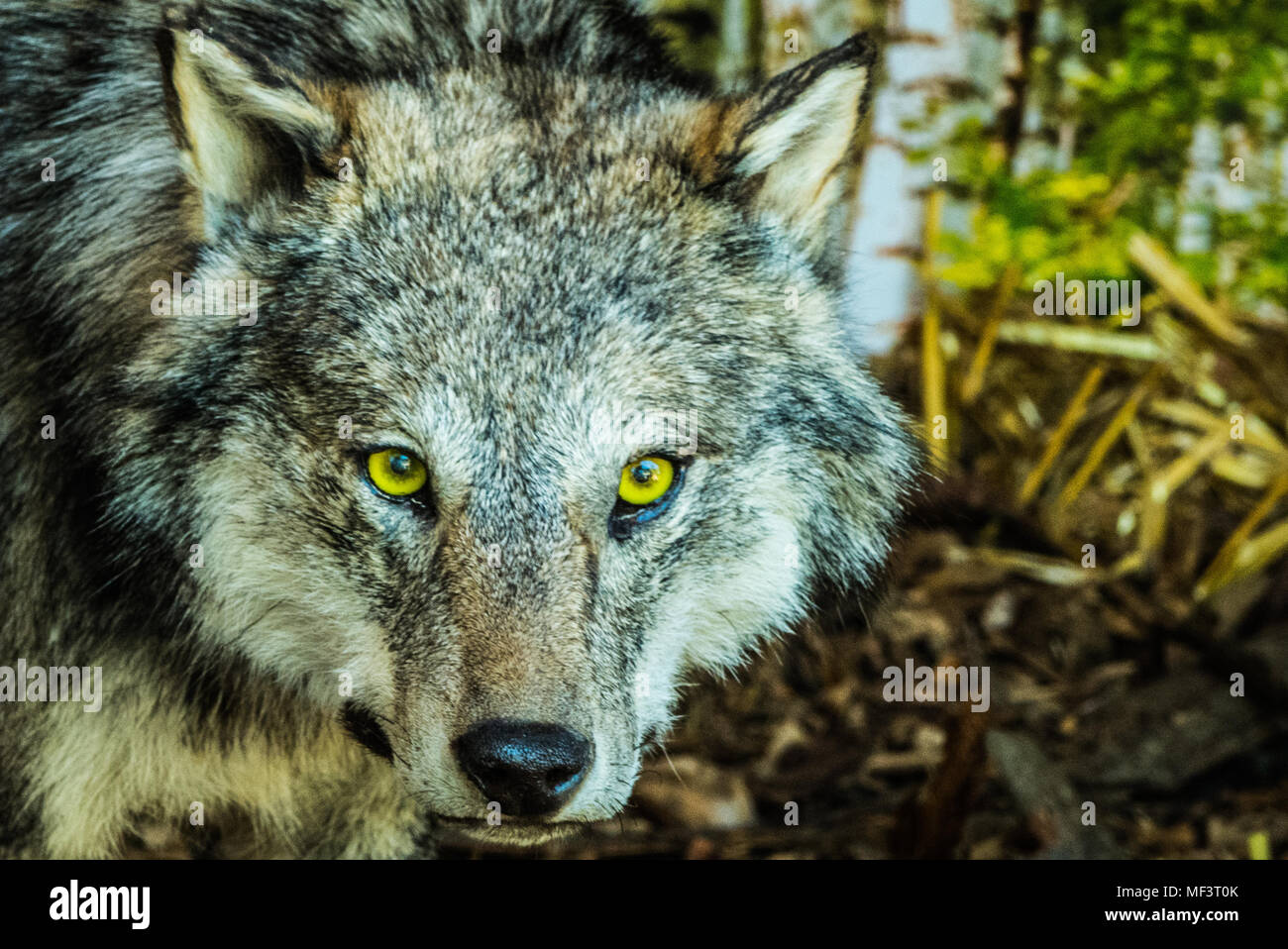 gray wolf in the woods Stock Photo - Alamy