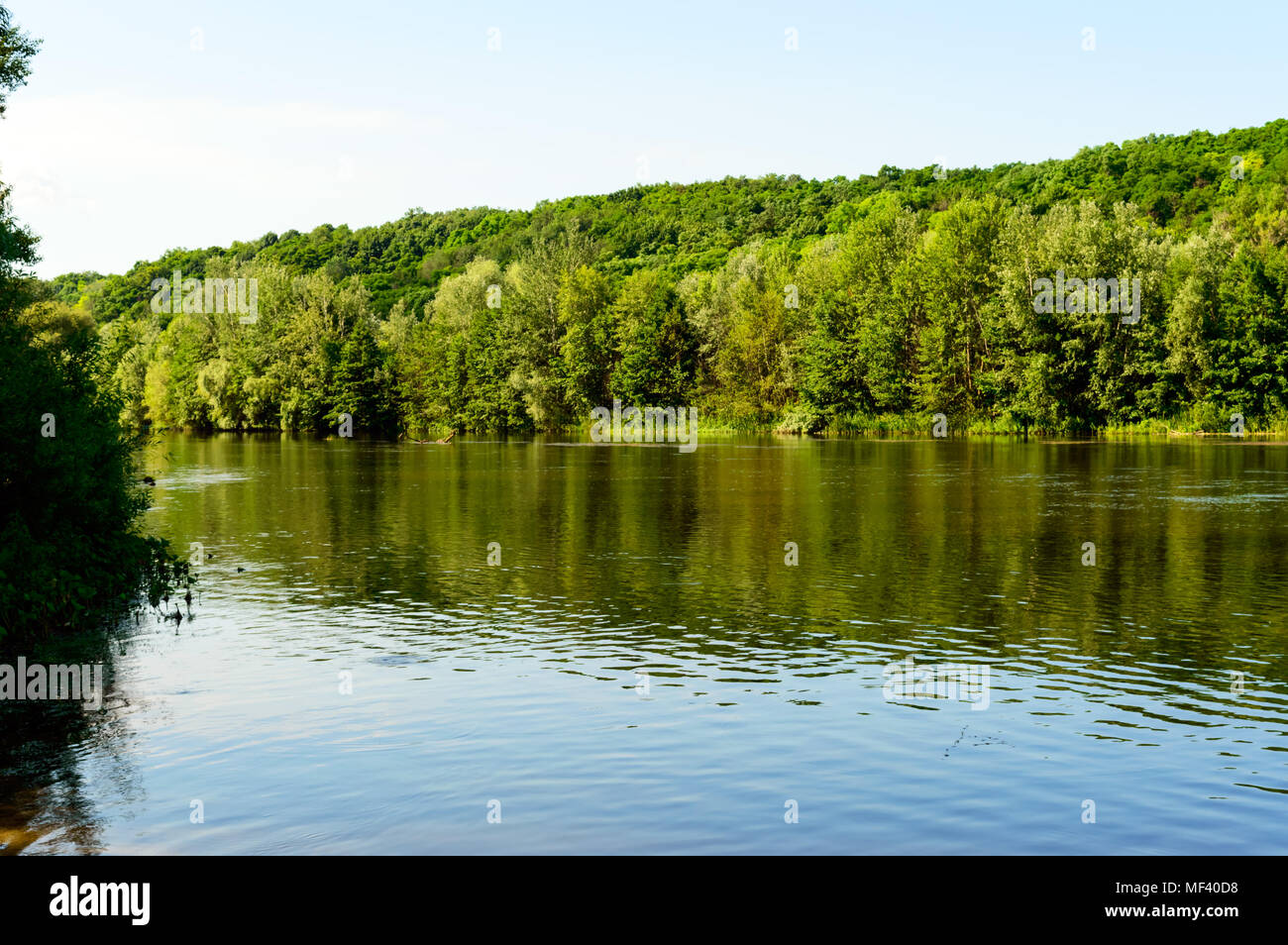 A view of the river and the green dense deciduous forest Stock Photo ...