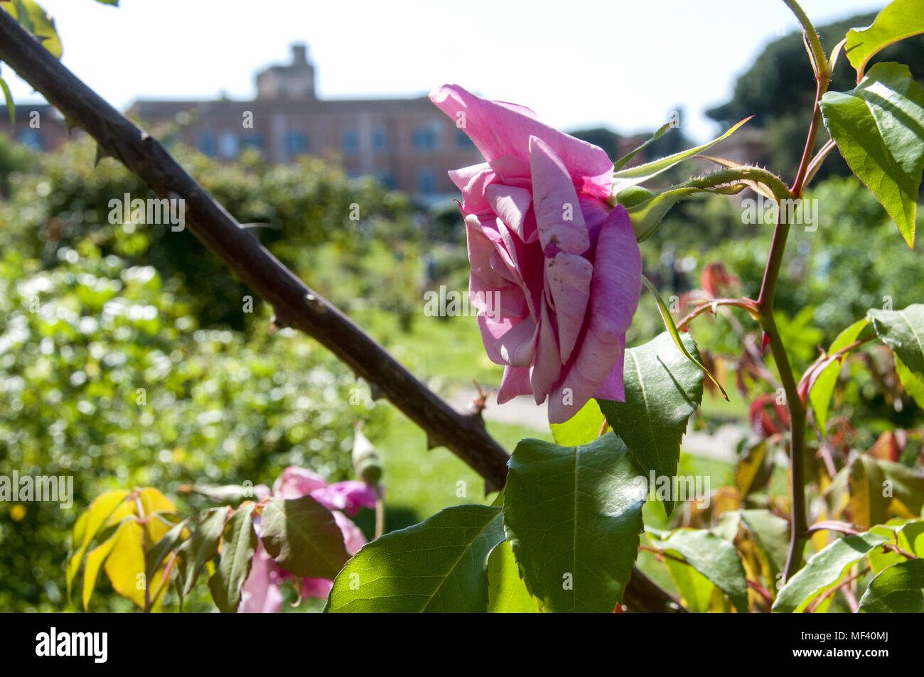 The municipal rose garden in Rome has reopened on April 21st, which ...