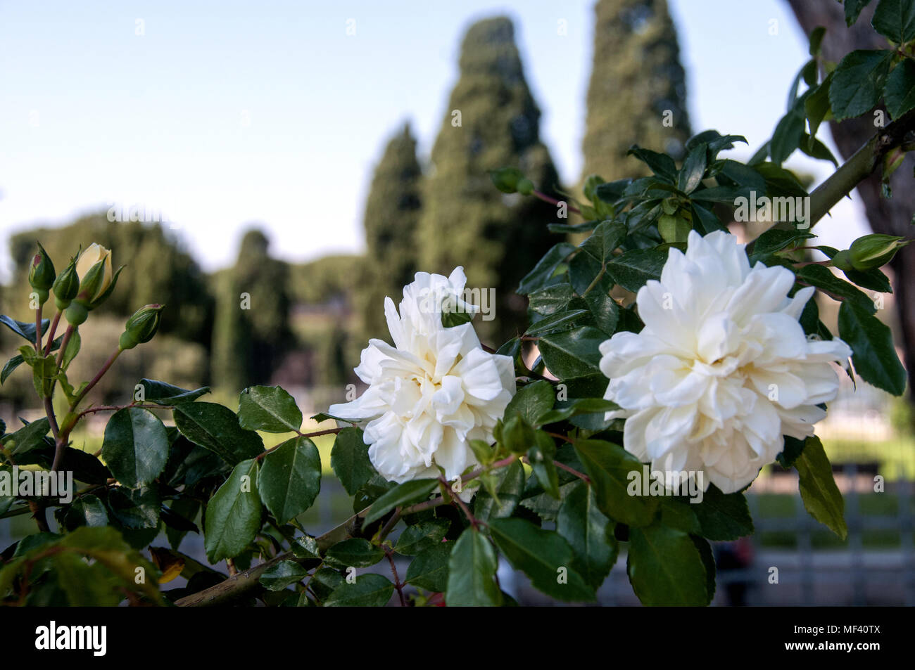 The municipal rose garden in Rome has reopened on April 21st, which ...