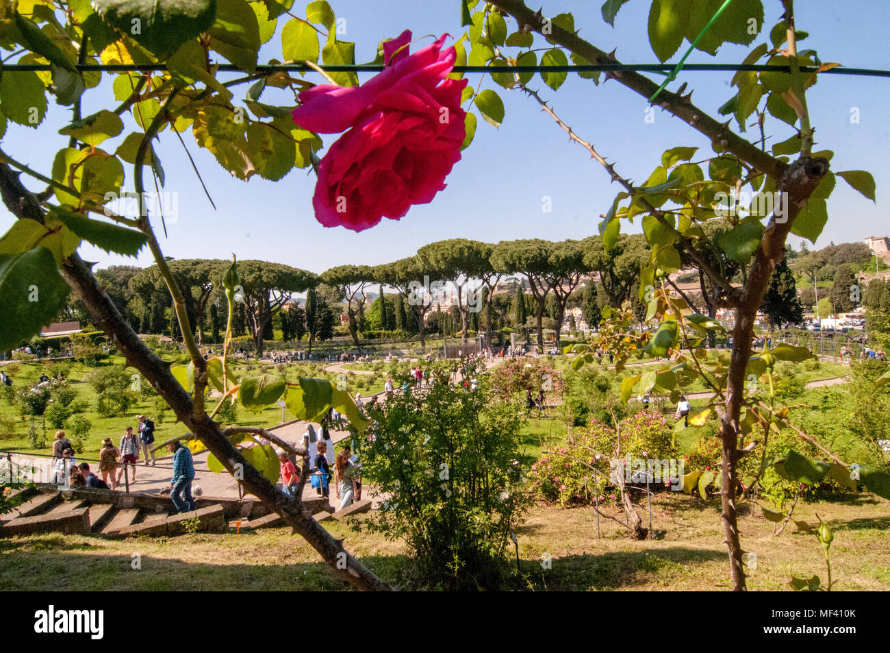 The municipal rose garden in Rome has reopened on April 21st, which ...