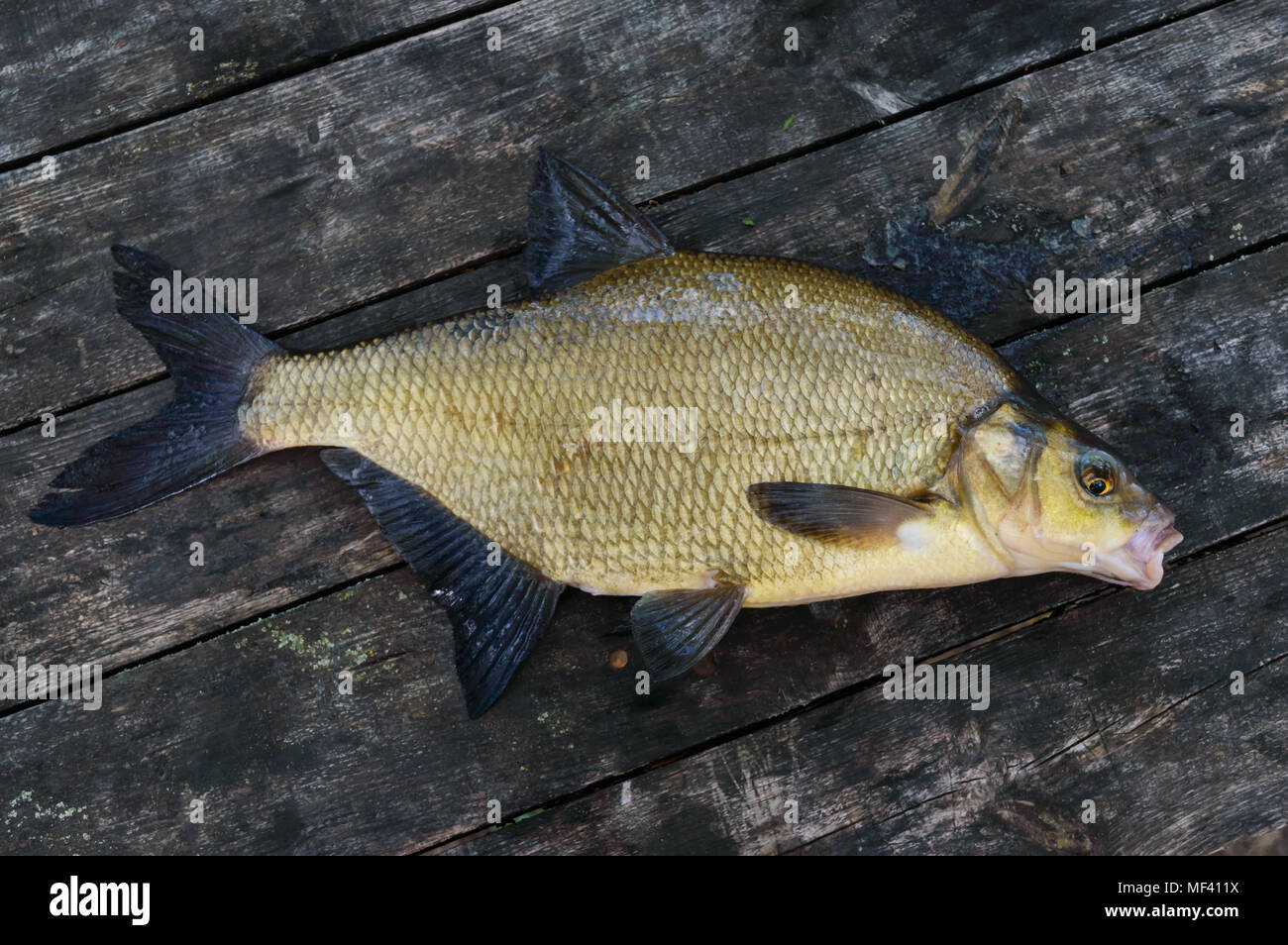 Common river bream hi-res stock photography and images - Alamy