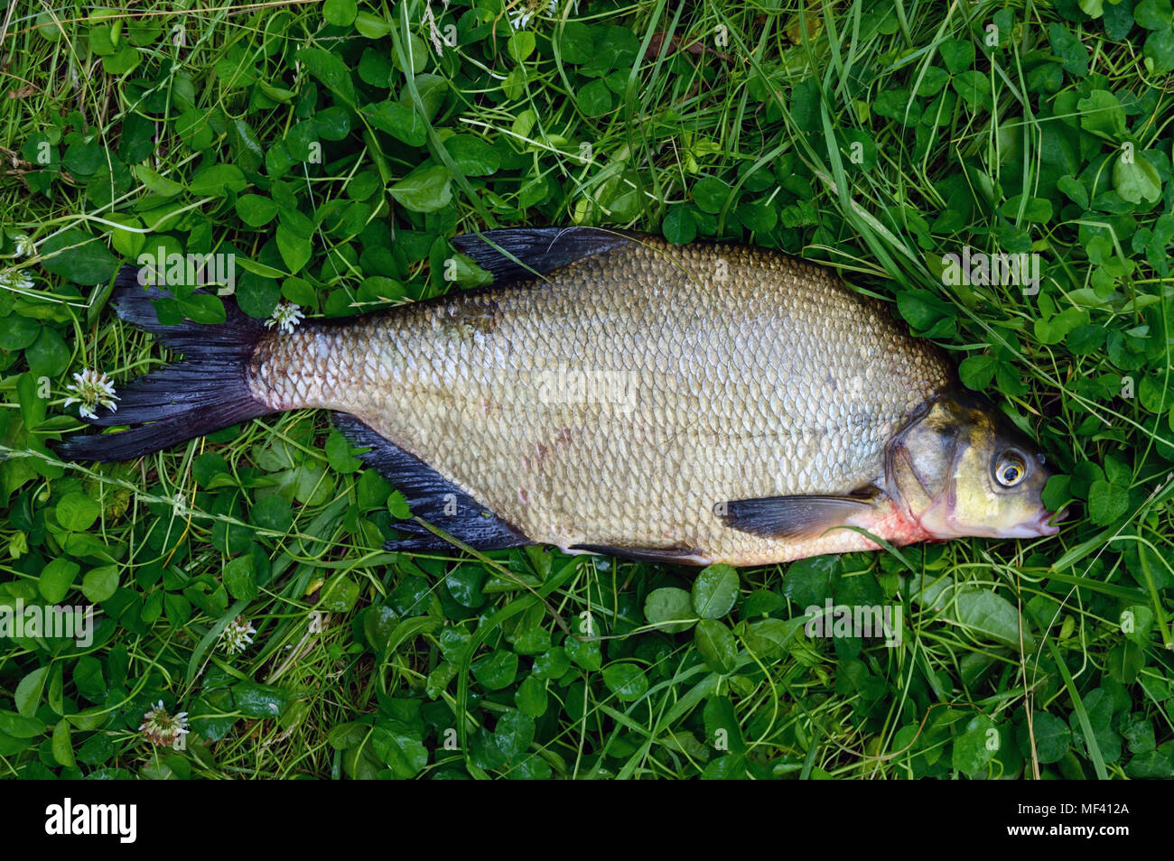 Common river bream hi-res stock photography and images - Alamy