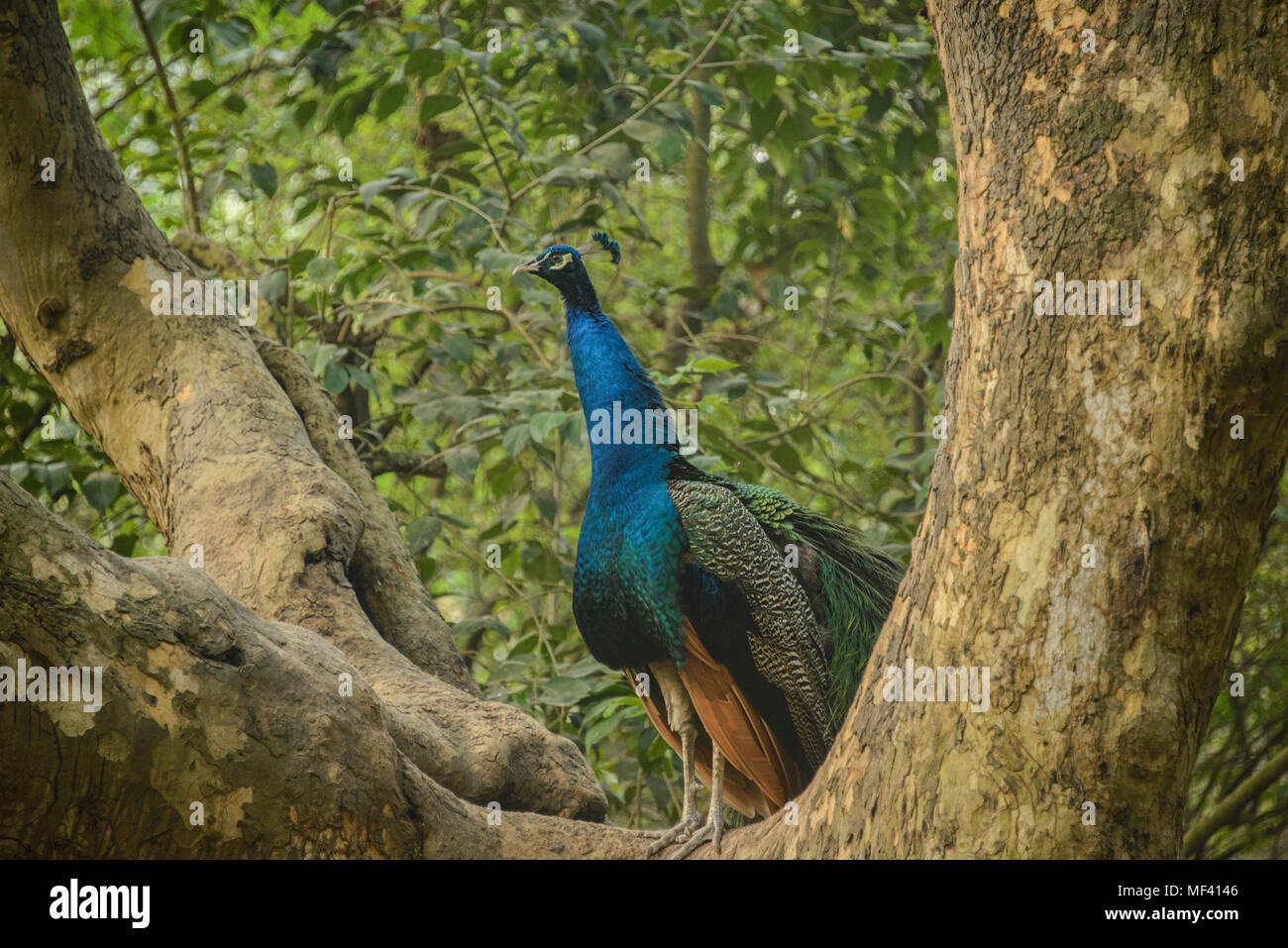 A peacock on the tree at the Panda Research Center in Chengdu Stock ...