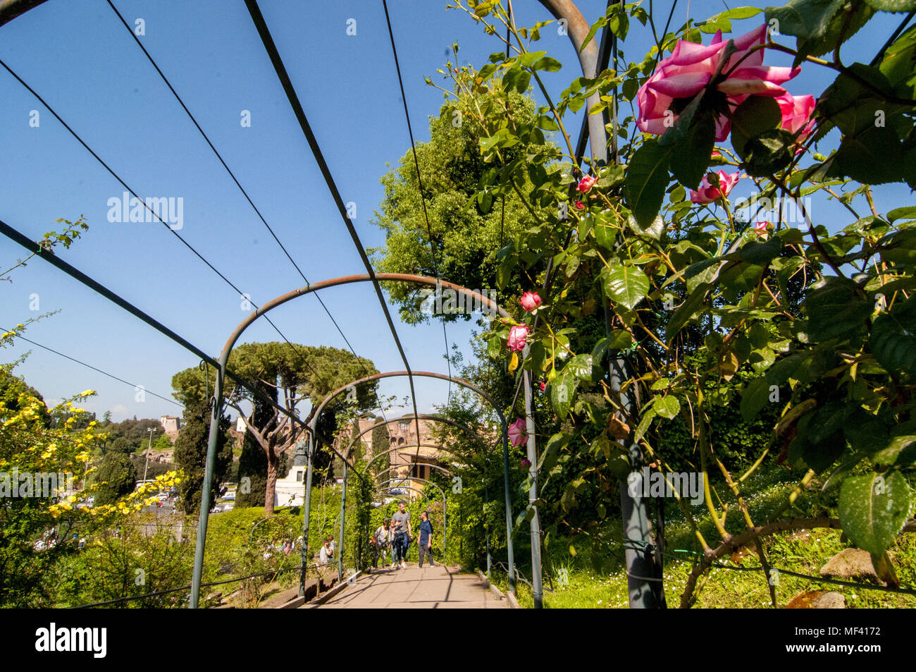 The municipal rose garden in Rome has reopened on April 21st, which ...