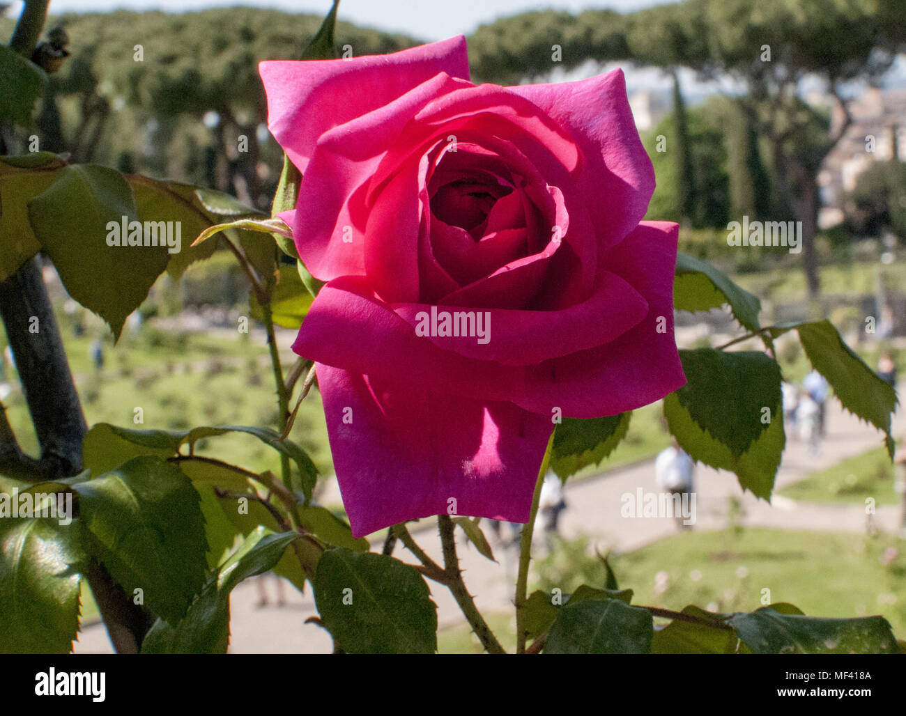 The municipal rose garden in Rome has reopened on April 21st, which ...