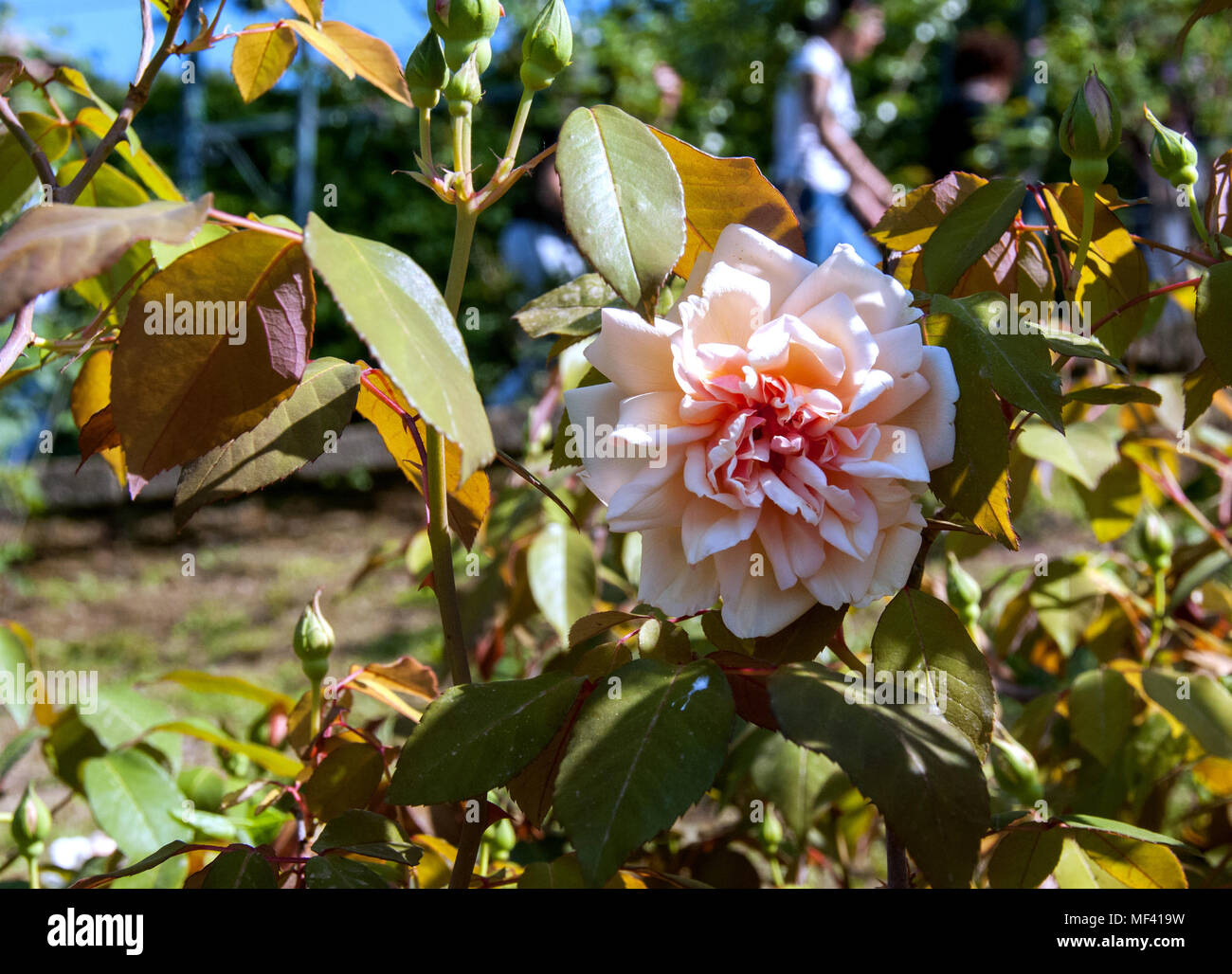 The municipal rose garden in Rome has reopened on April 21st, which ...