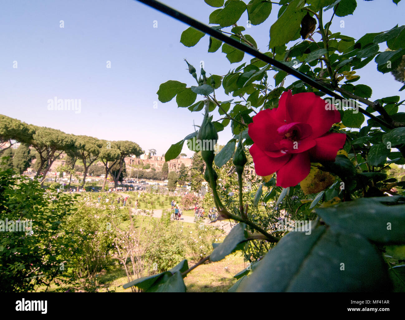 The municipal rose garden in Rome has reopened on April 21st, which ...