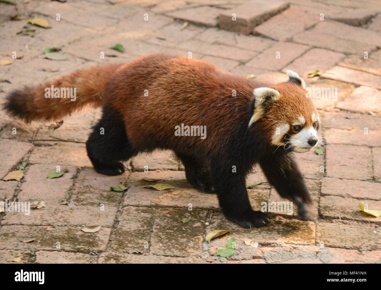 Red panda at the Chengdu Research Base of Giant Panda Breeding in ...
