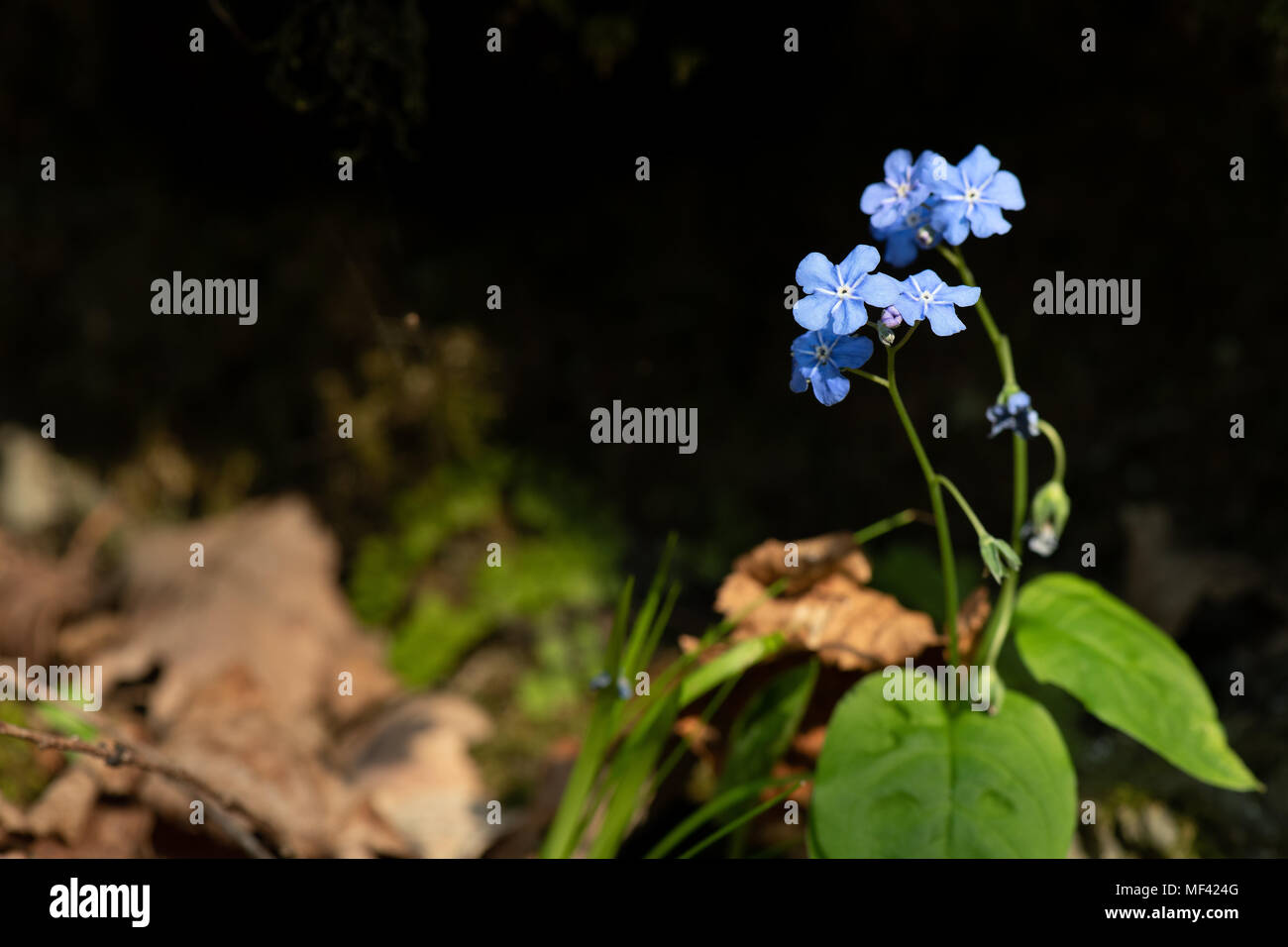 Omphalodes verna plant hi-res stock photography and images - Alamy